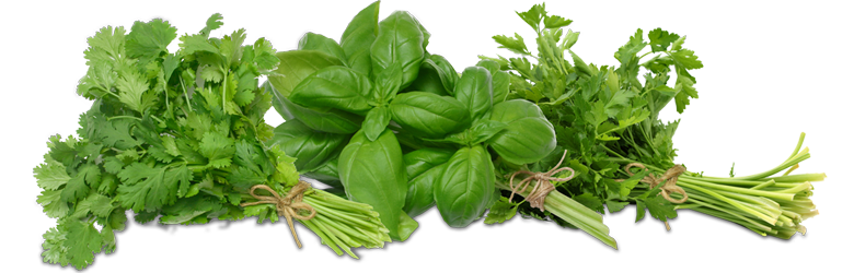 Herbs | Product Categories | Wholesale Vegetable Seeds